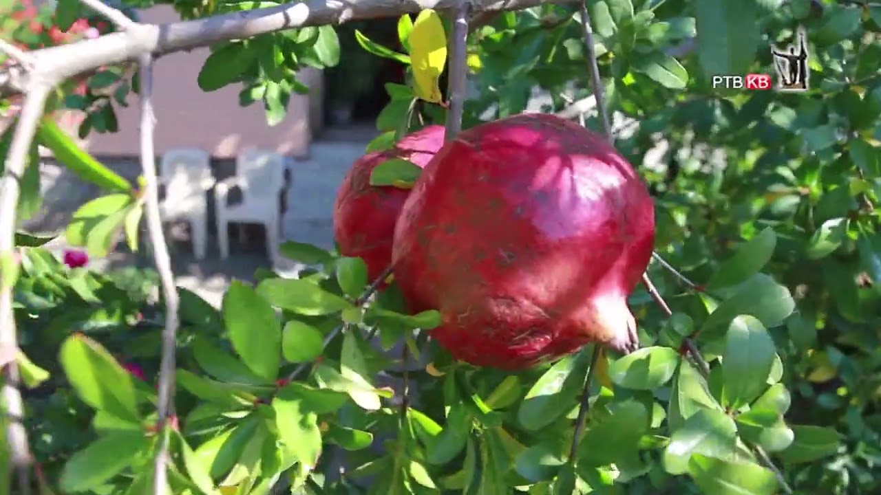 Južno voće uspeva i u Kraljevu | RTV Kraljevo